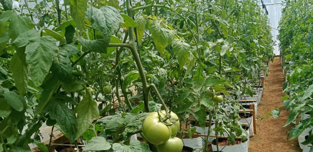 CORPS OF AGRICULTURE AND LIVESTOCK